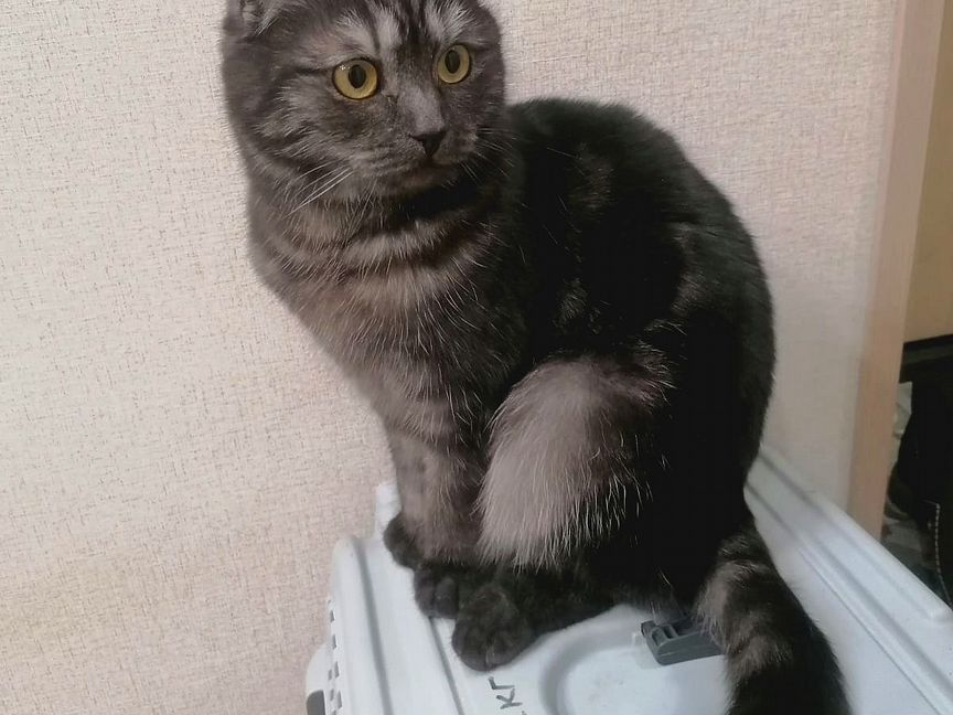 Шотландская вислоухая кошка