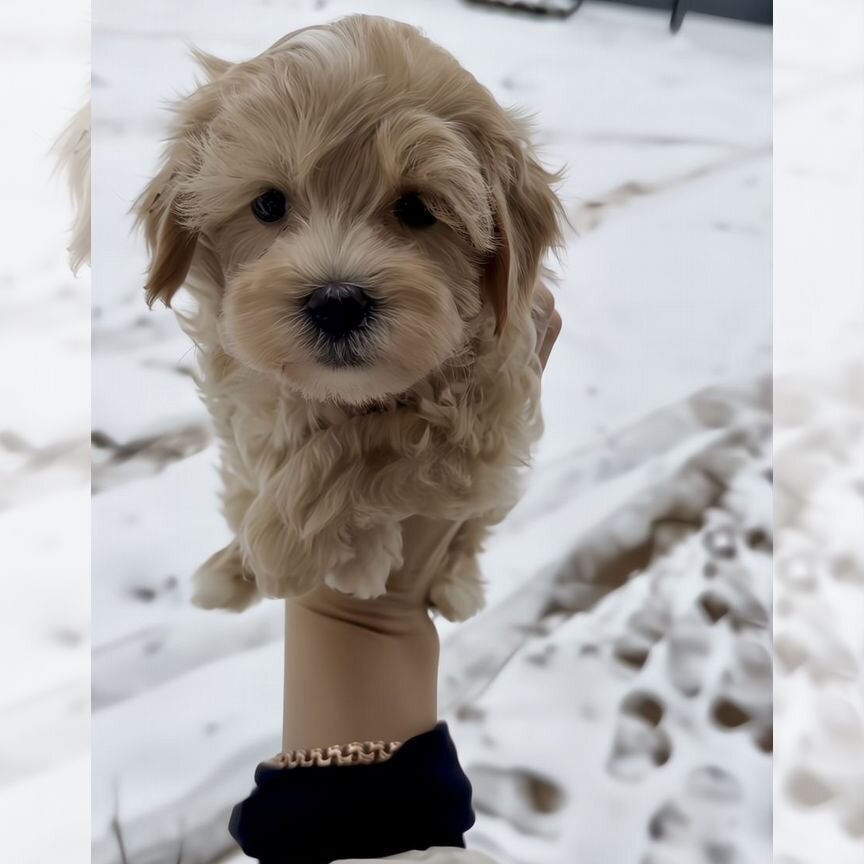 Мальтипу, щенок