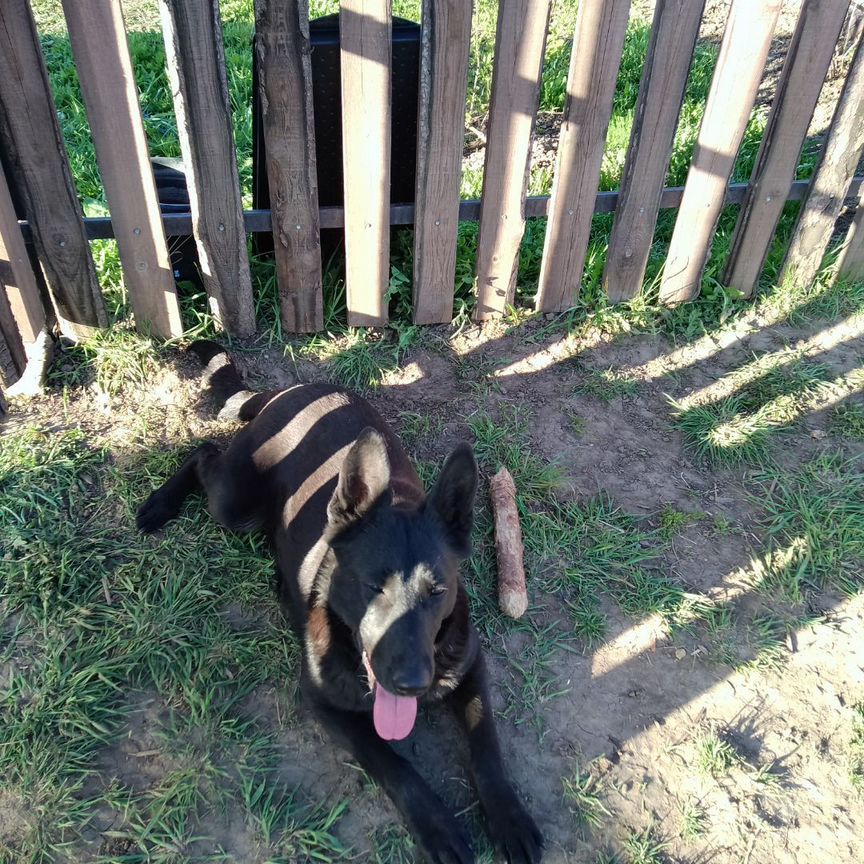 Отдам овчарку немецкую (бесплатно)