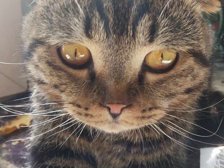 Кот вислоушка