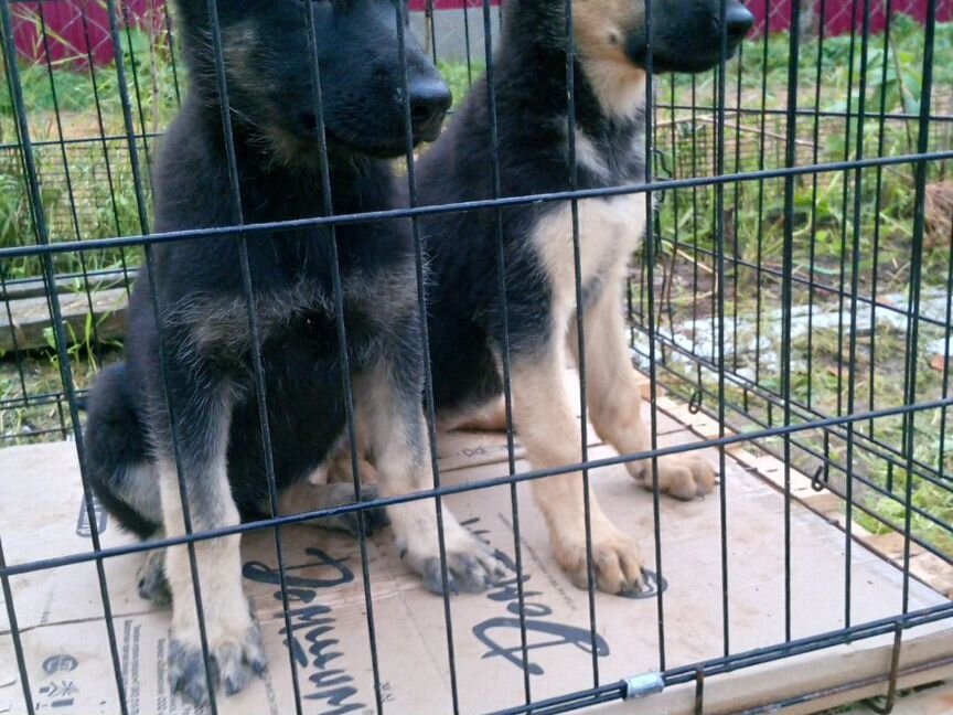 Девочки РКФ от кинозвезды