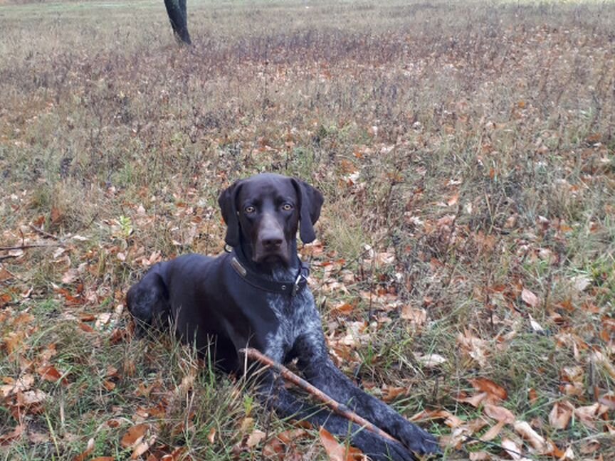 Ищем сучку для вязки