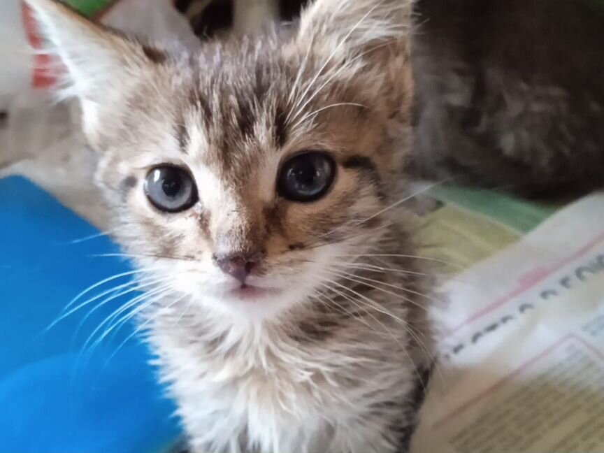 Замурчательные котятки