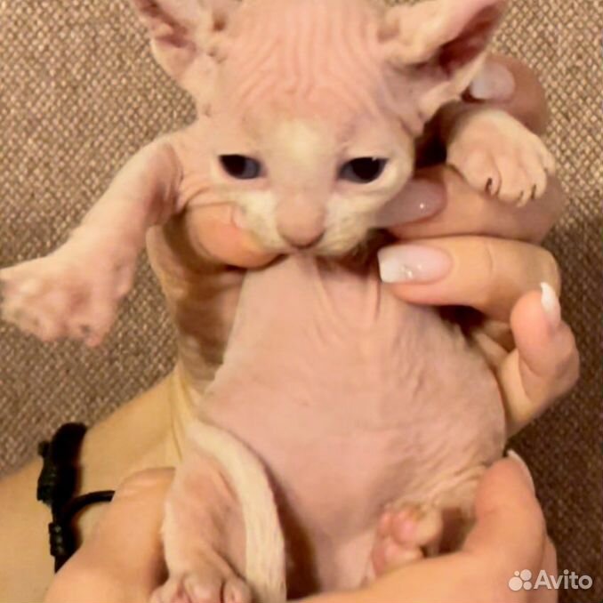 Канадский сфинкс эльф белый с шикарным завитком