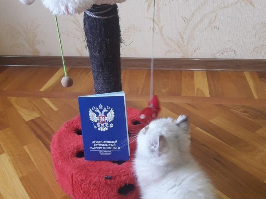 Экзотический котёнок