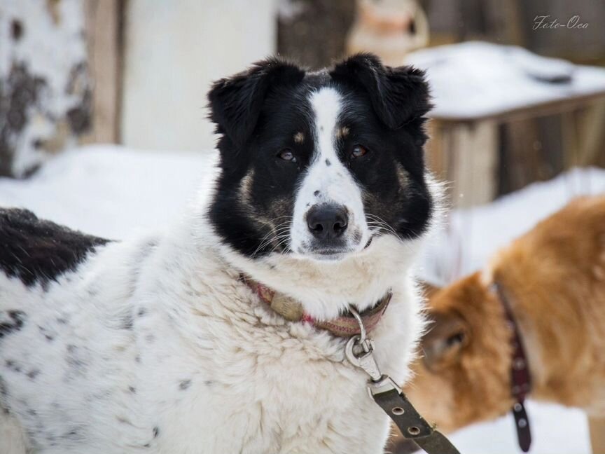 Марта в любящие руки