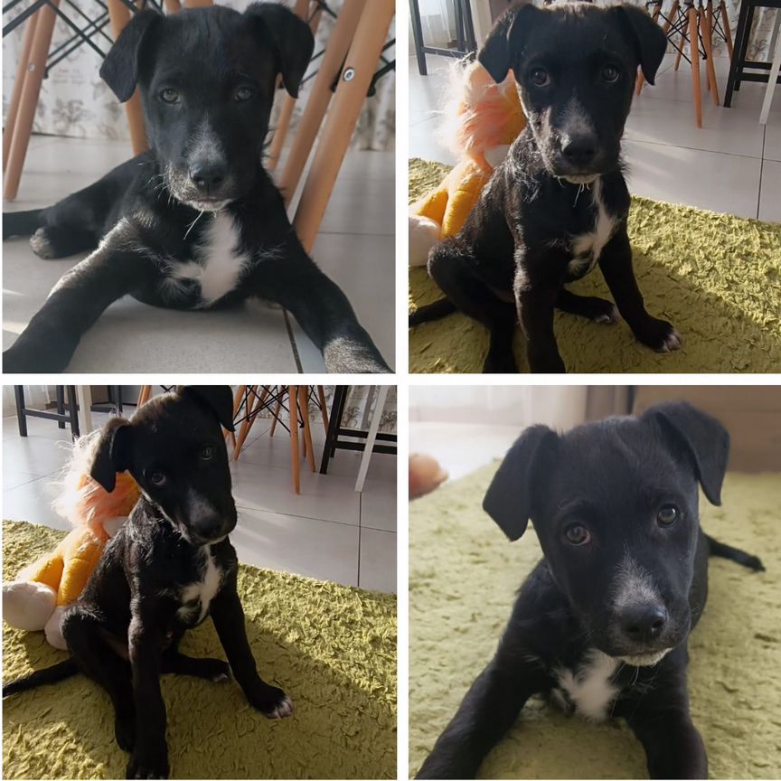 Щенок курцхаара