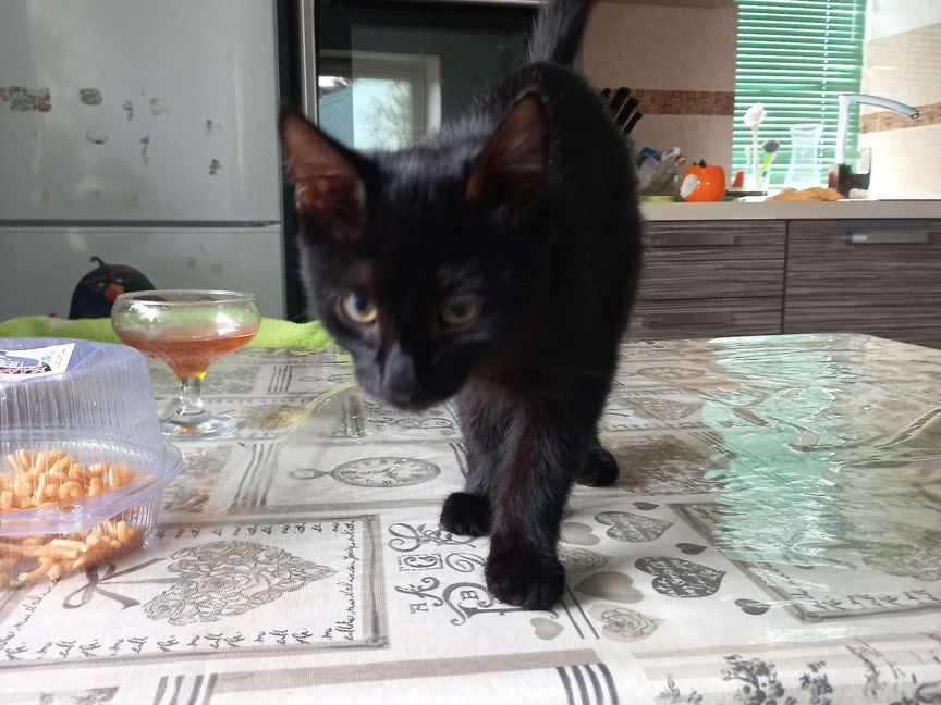 Кот седой граф