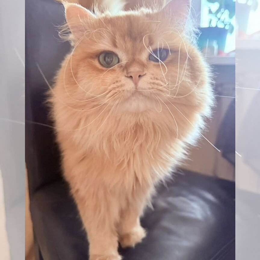 Британский длинношёрстный, взрослый кот