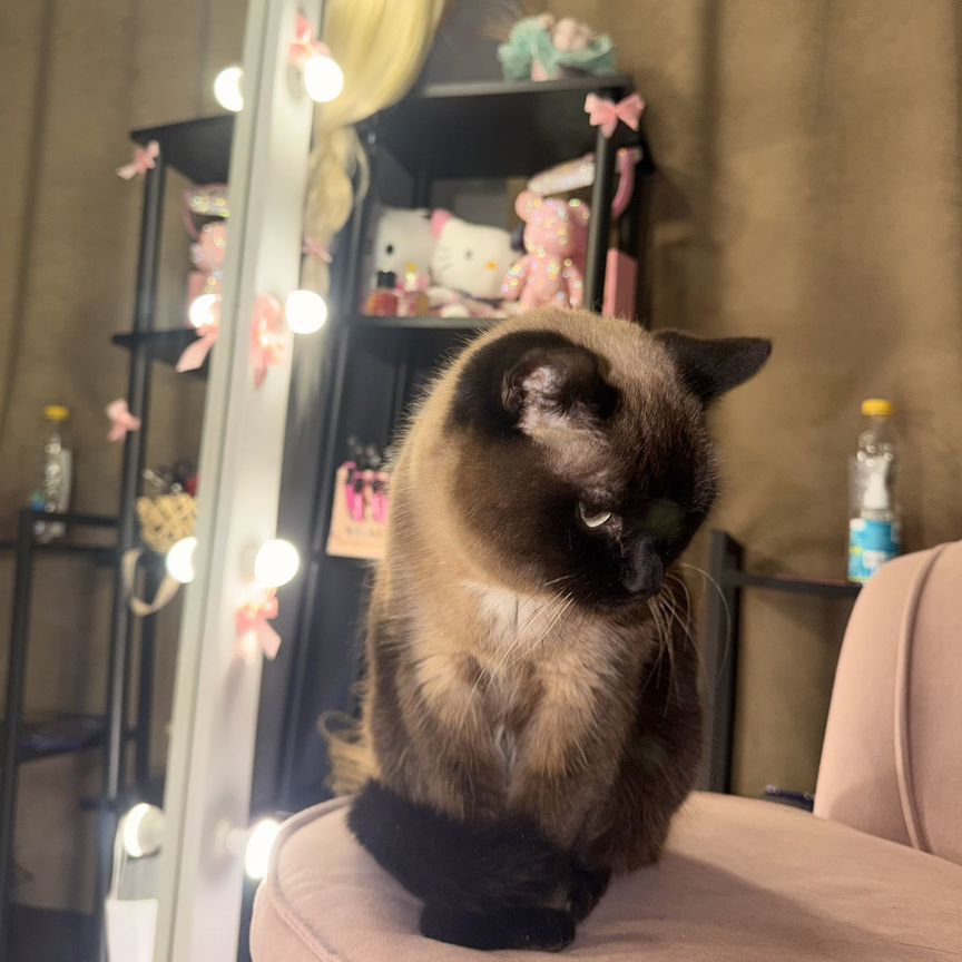 Тайская, взрослая кошка