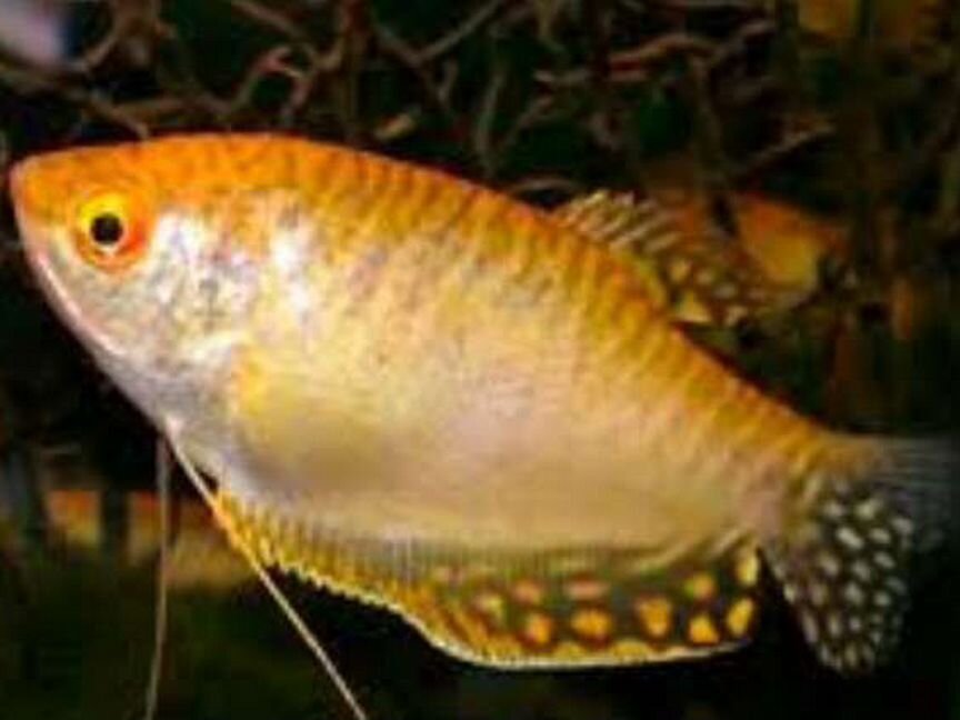 Гурами золотой