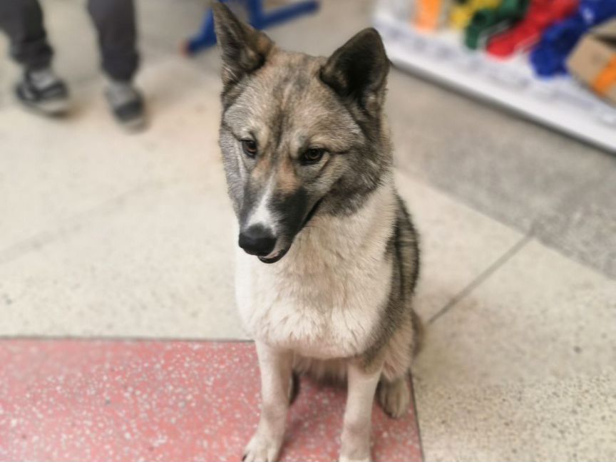 Лайка найдена