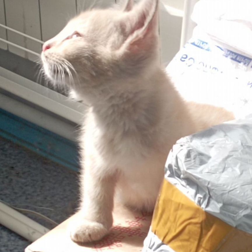 Рыжий котенок в добрые руки мальчик