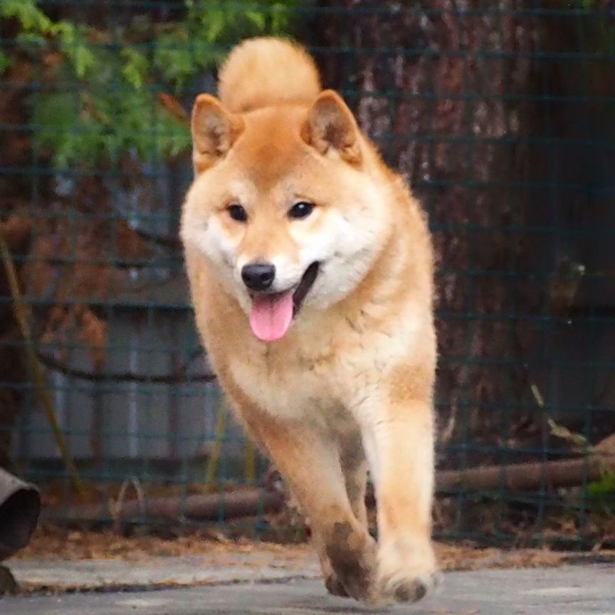 Сиба-ину, щенок