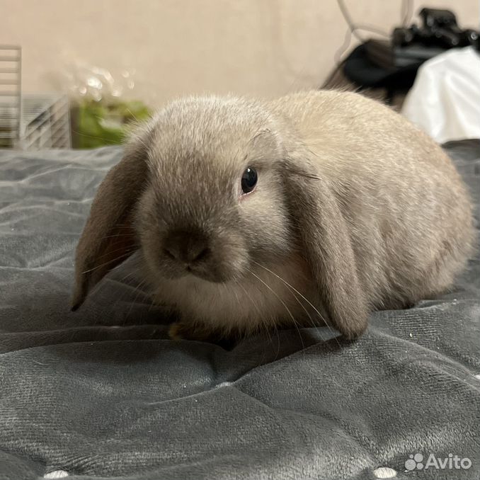 Декоративный веслоухий кролик