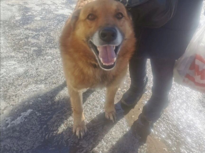 Собака в добрые руки отдам бесплатно