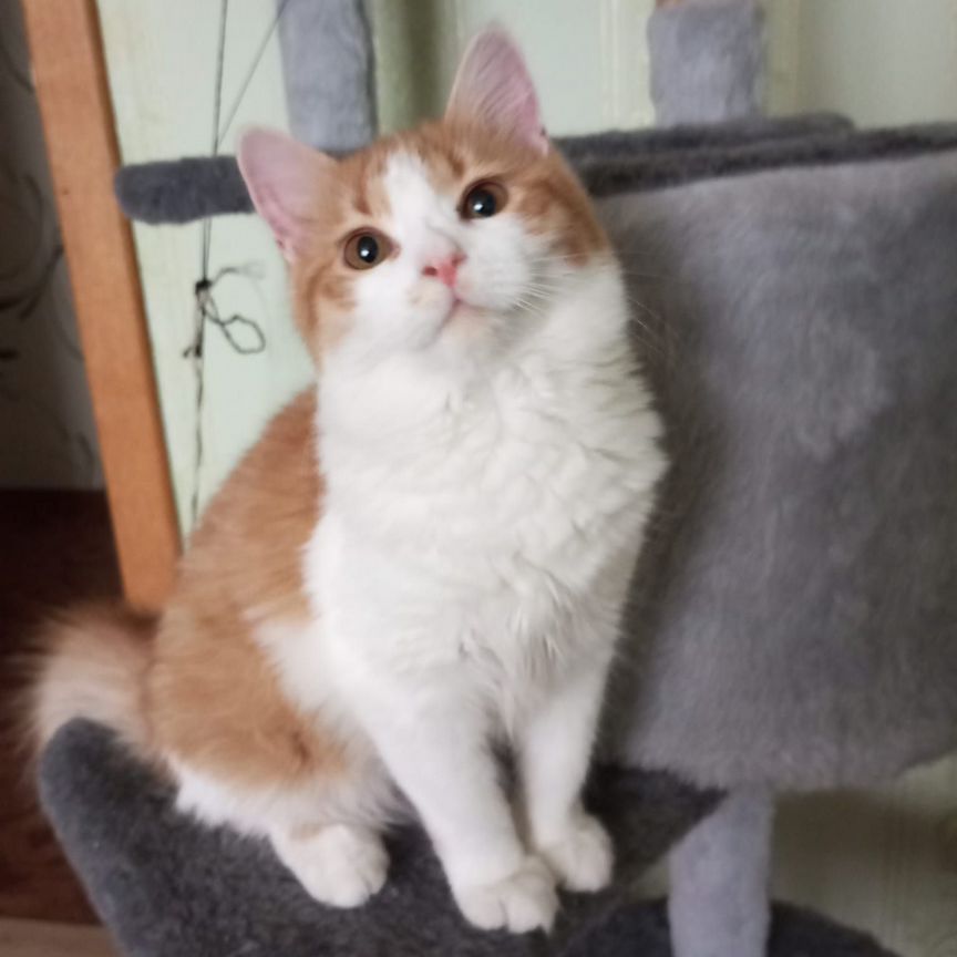 Кошечка в добрые руки