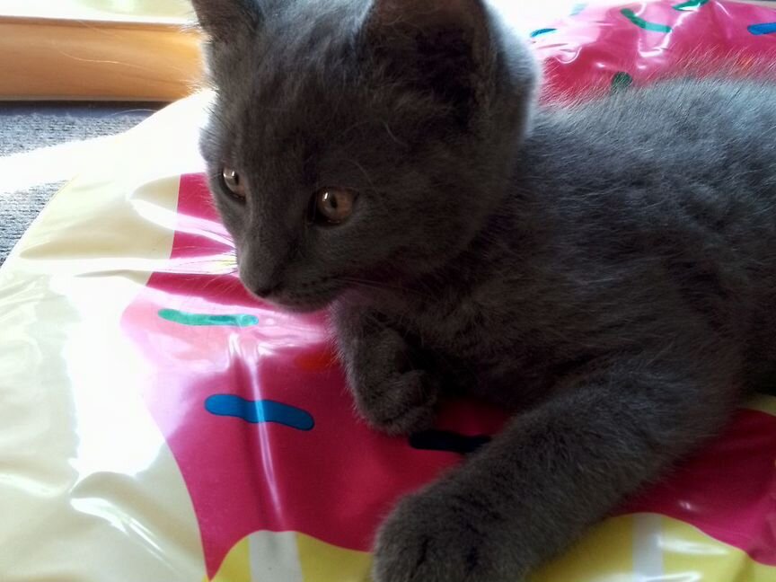 Котёнок