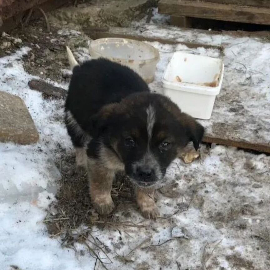 Щенок в добрые руки