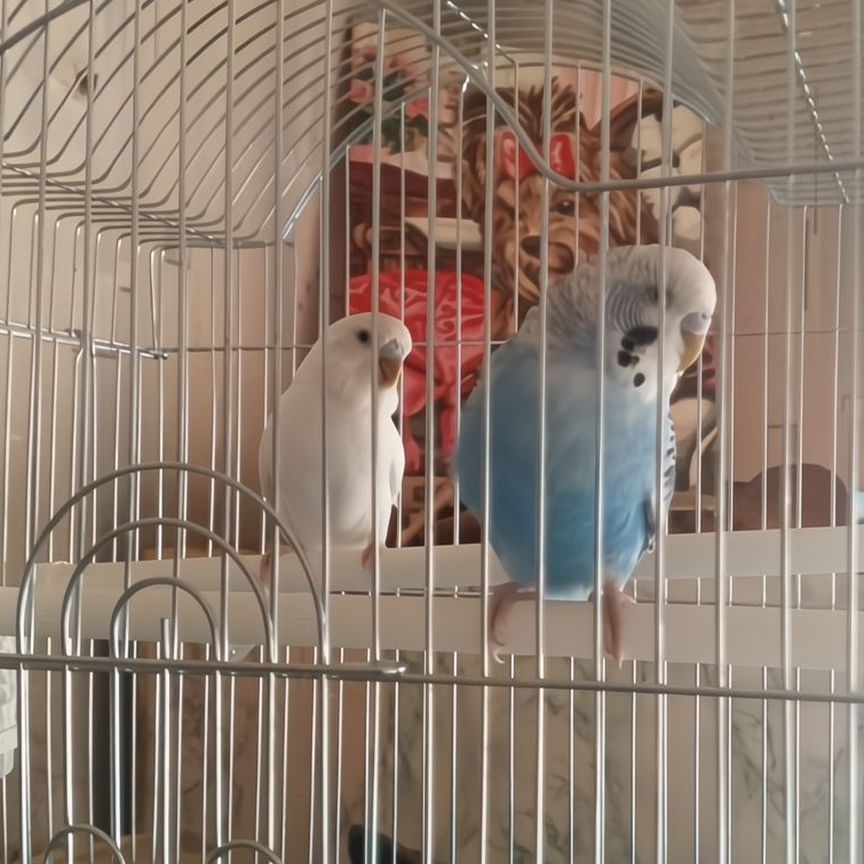 Волнистый попугай с клеткой