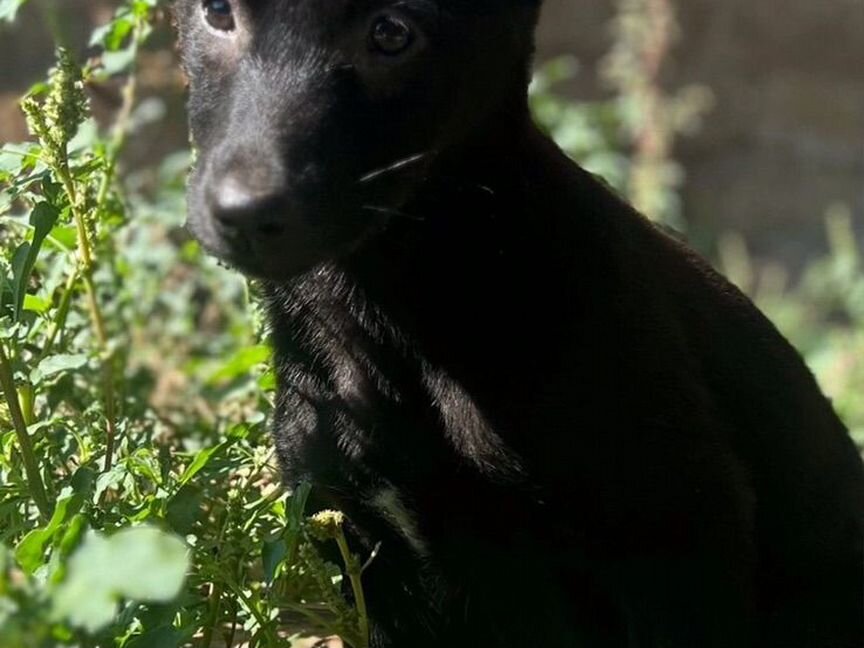 Необыкновенная ушастик Дина. Щенок