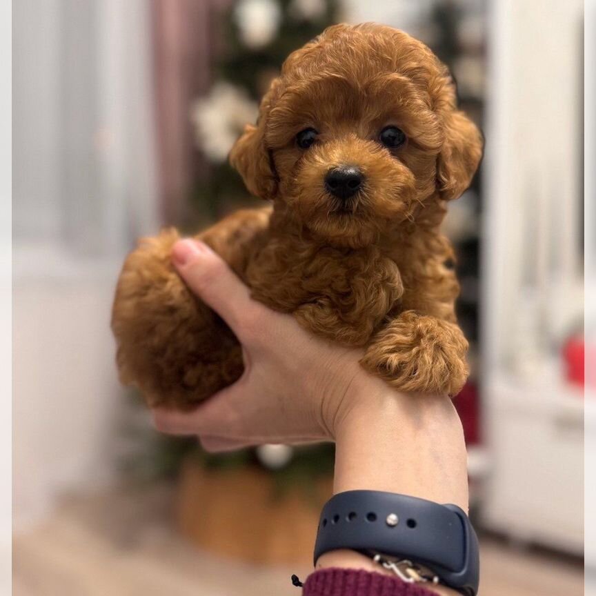 Той-пудель, щенок