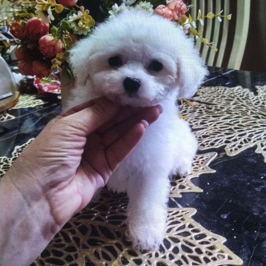 Мальтийская болонка, щенок