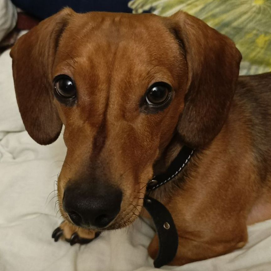 Карликовая такса, щенок