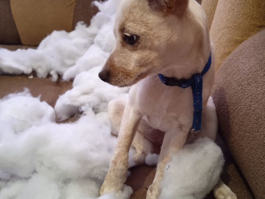 Продам собачку Чихуахуа