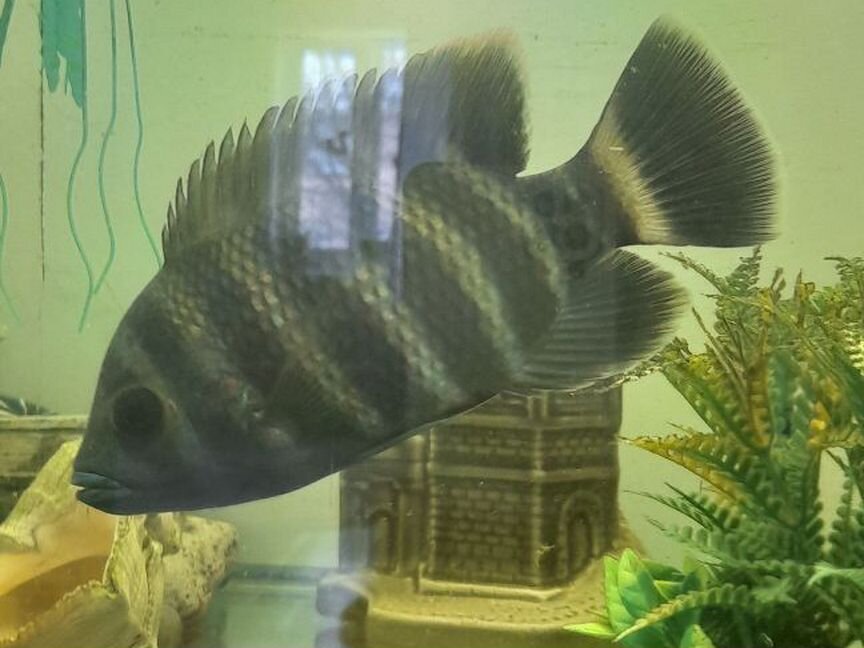 Рыбка Тилапия