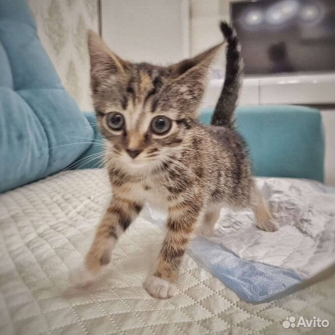 Маленькая тигра. Котёнок, 2.5 месяца