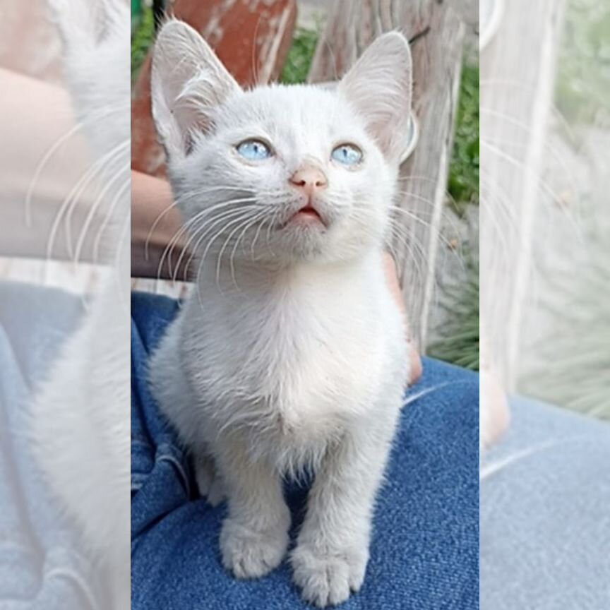 Котенок - голубоглазое чудо