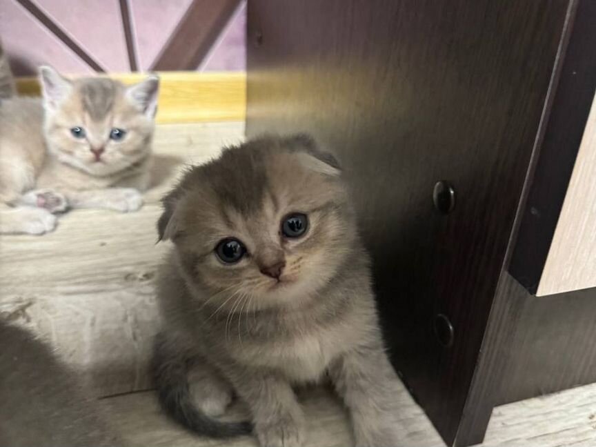 Шотландские котята