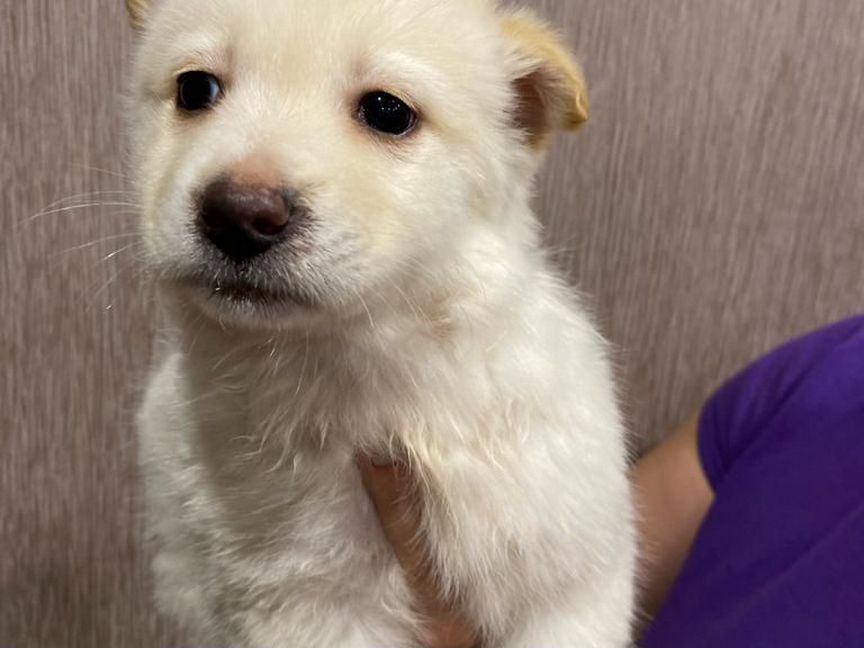 Щенки в добрые руки