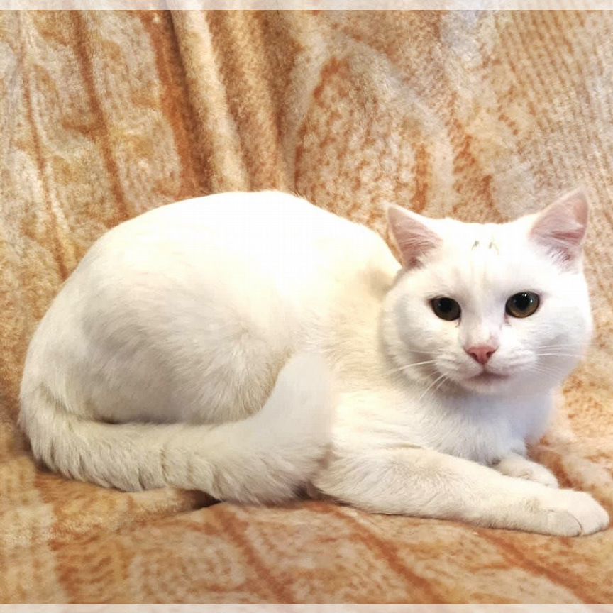 Большой белый кот-дружочек Снежок