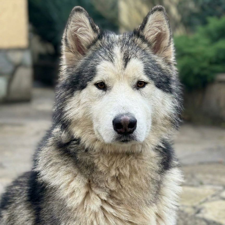 Аляскинский маламут, взрослый пёс