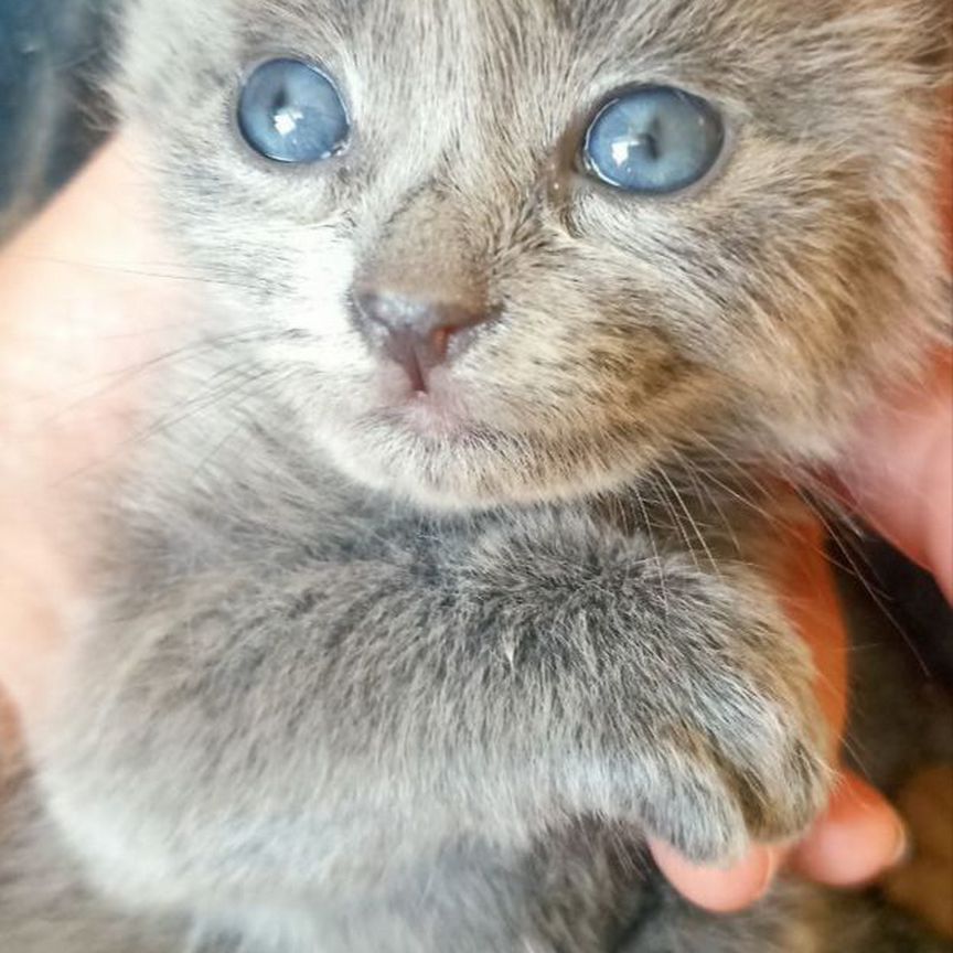 Котёнок