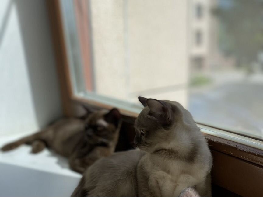 Бурманская