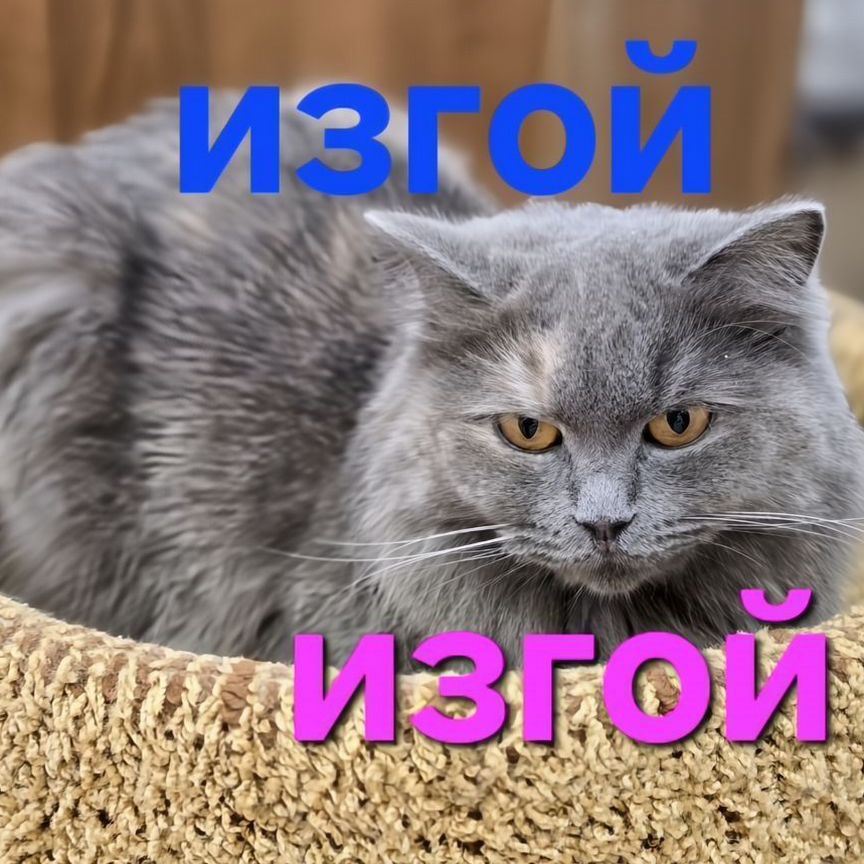 Взрослая кошка в добрые руки