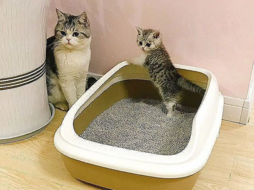 Наполнитель в кошачий туалет