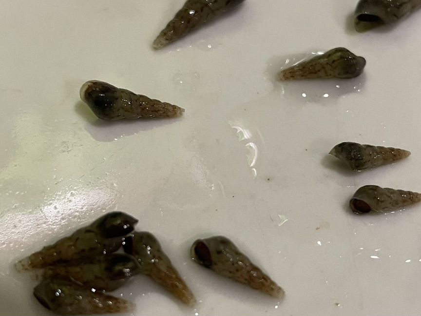 Улитки мелании