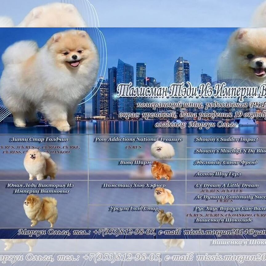 Померанский шпиц, щенок