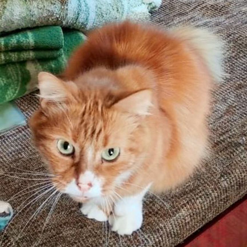 Котик в добрые руки