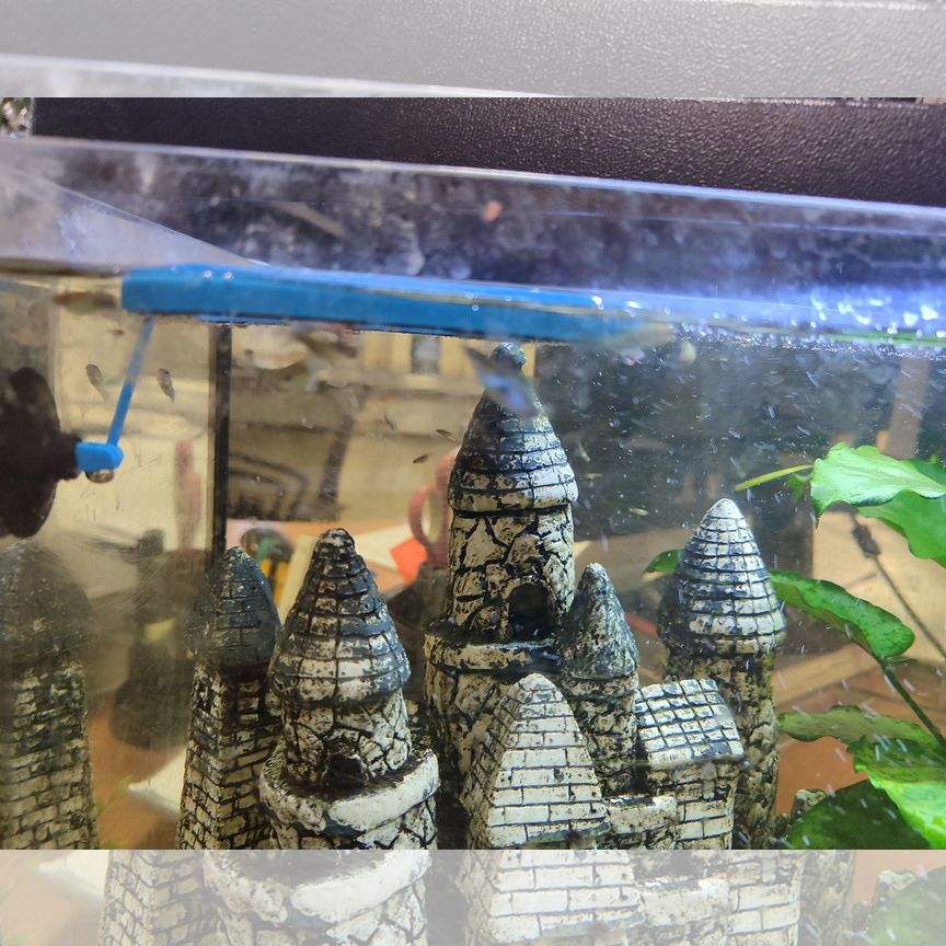 Рыбки гуппи мальки