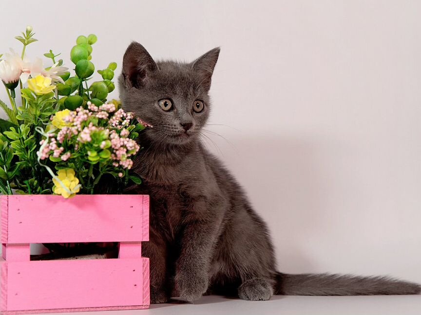 Котёночек 2 мес в поисках своей семьи