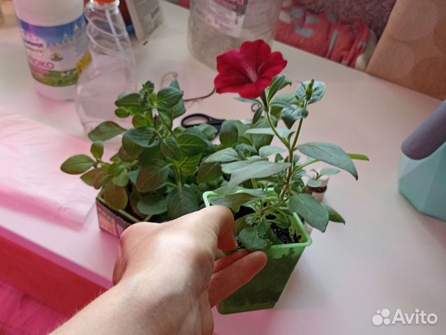Рассада петуньи тайдал купить в Уфе | Товары для дома и дачи | Авито