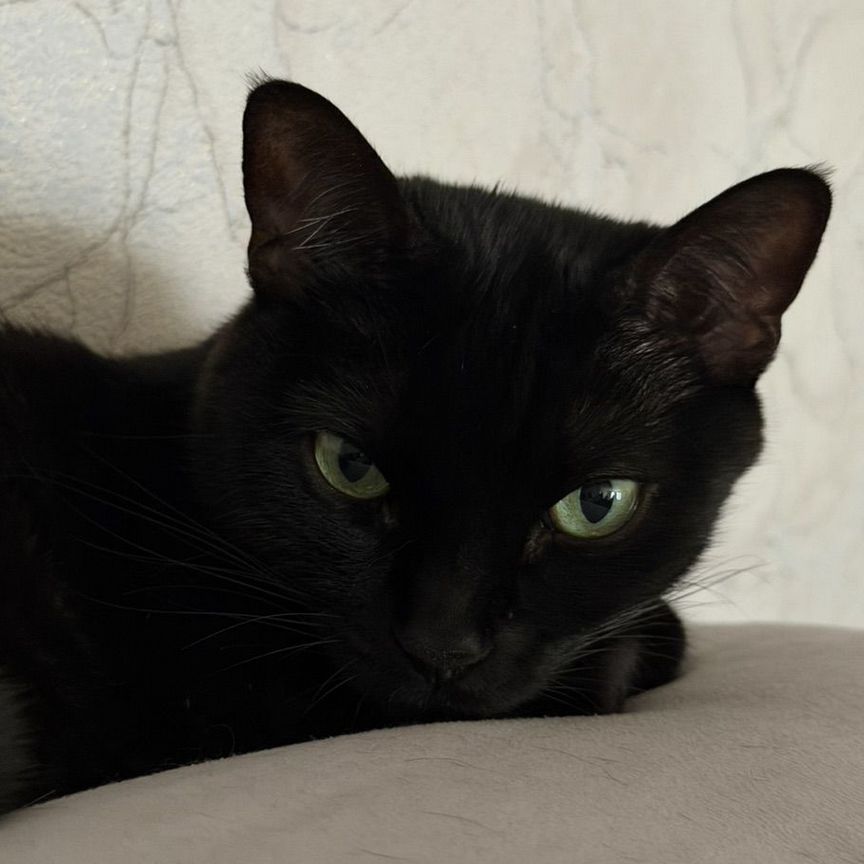 Взрослая кошка от частного владельца