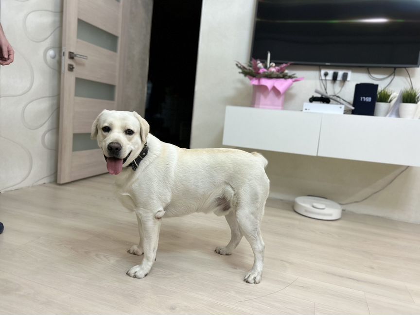 Лабрадор Ретривер подросток