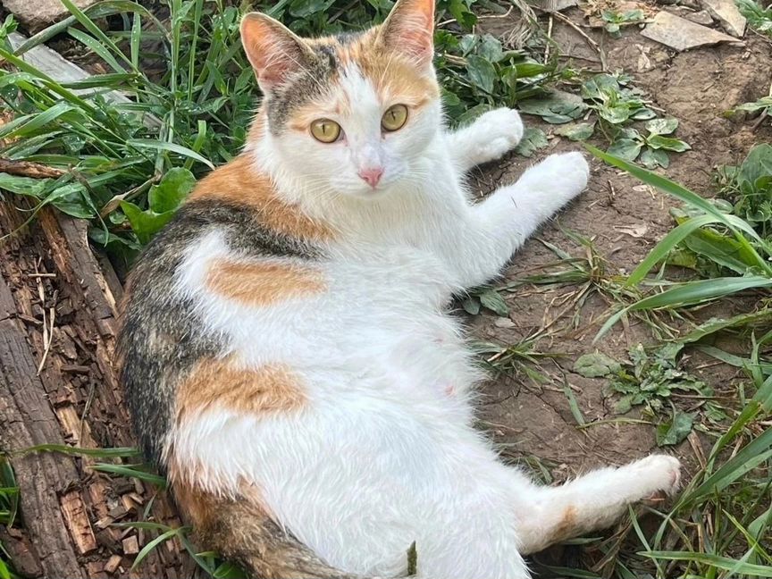 Катюша ищет дом