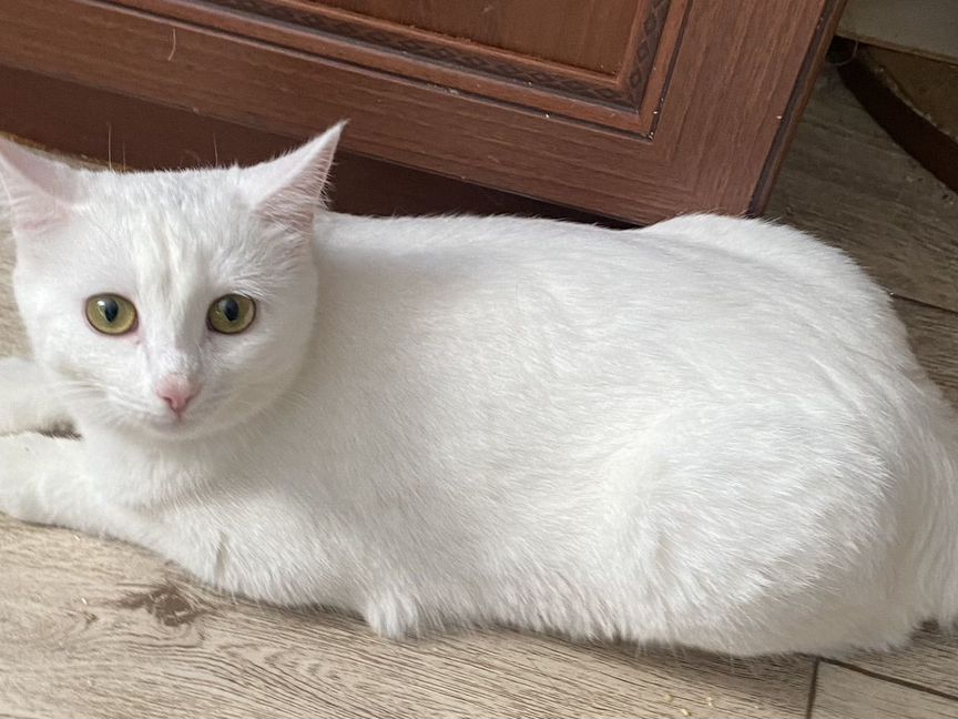 Ищем добрые руки кошечкам-сестренкам